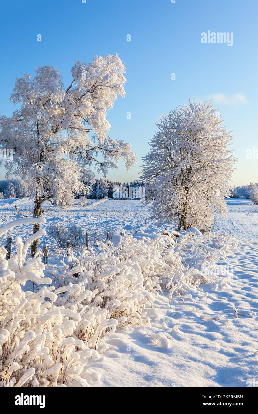 Winter busch hi-res stock photography and images - Alamy