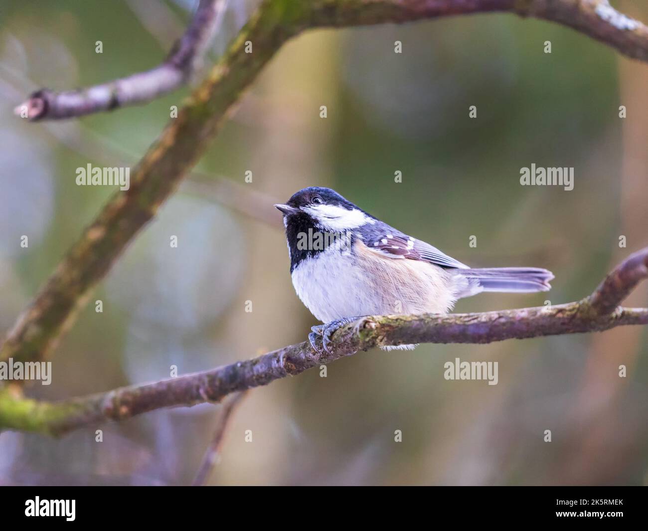 Wild Coal tit on a tree branch in the woodland Stock Photo - Alamy