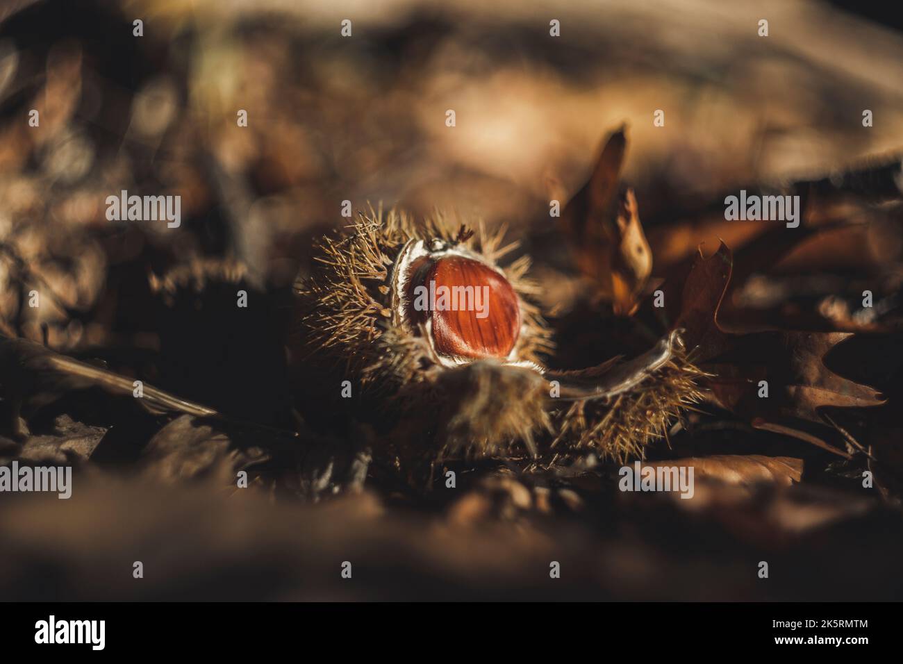 Open chestnut husk during autumn on october. Latin name: Castanea ...