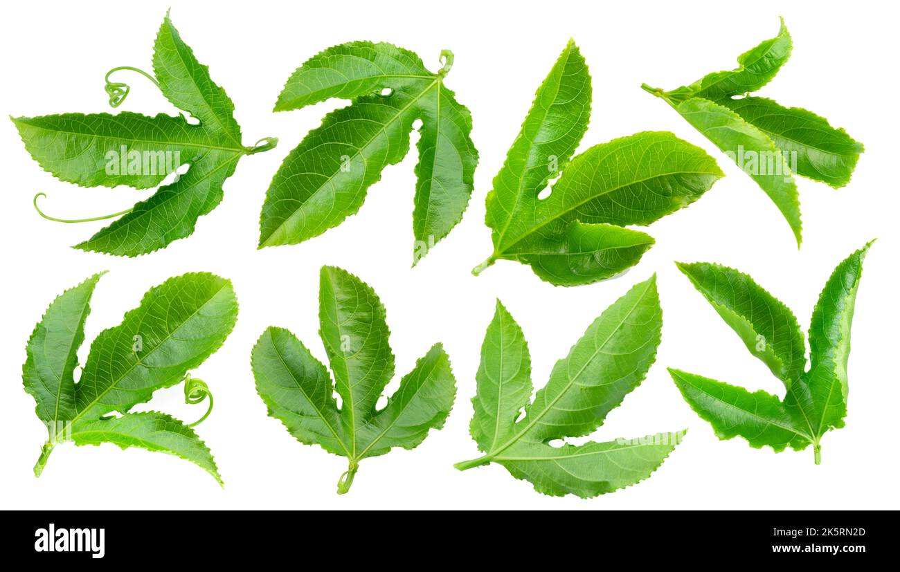 Set of passiflora or passion fruit leaves on white background. Clipping ...