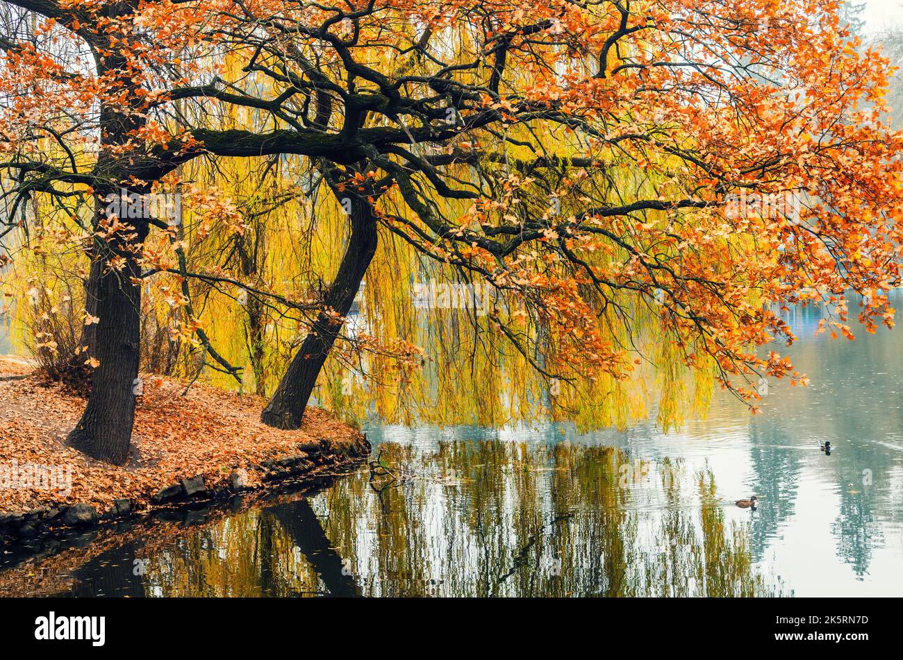 Red color maple trees over hi-res stock photography and images - Alamy