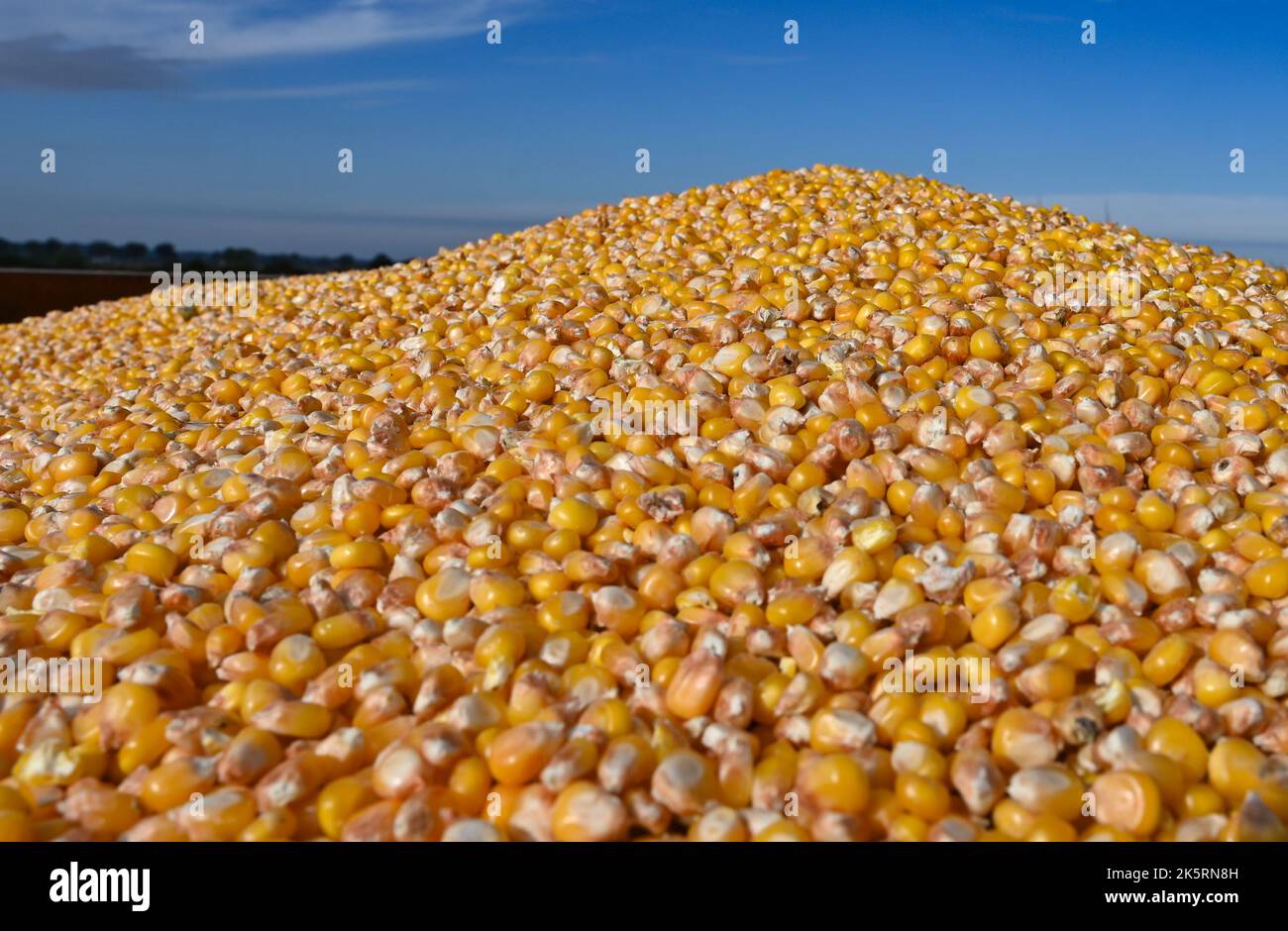 Mallnow, Germany. 08th Oct, 2022. Freshly harvested corn kernels lie on ...