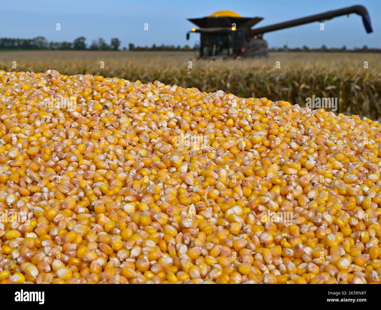 Mallnow, Germany. 08th Oct, 2022. Freshly harvested corn kernels lie on ...