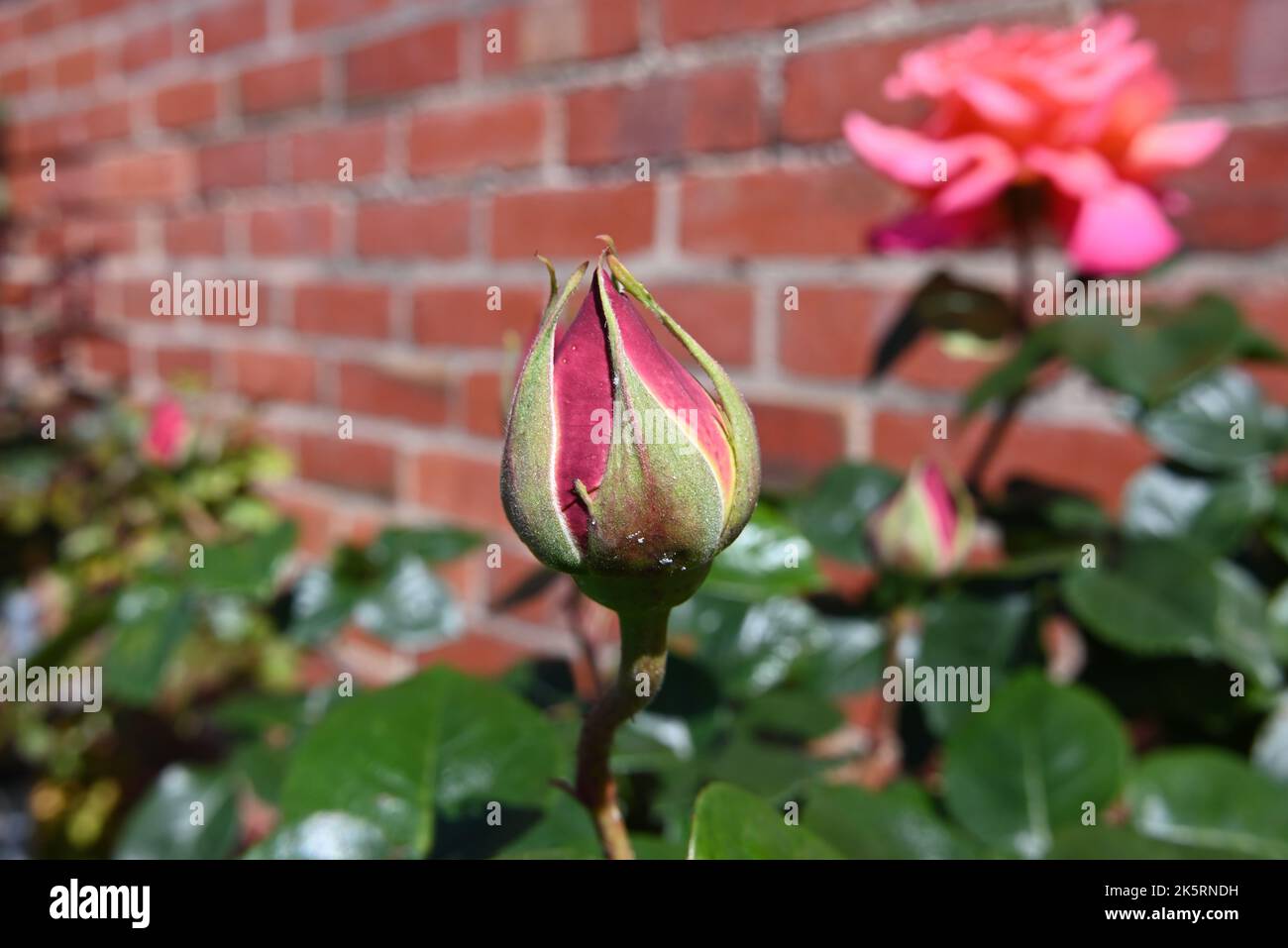 Side of a partially open pink rosebud, with brick wall, dark green ...