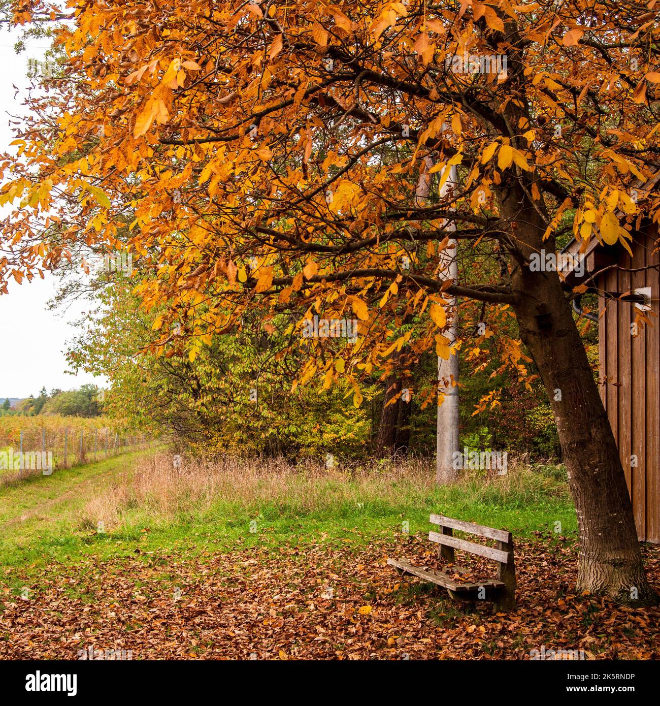 Wooden bench under oak tree hi-res stock photography and images - Alamy