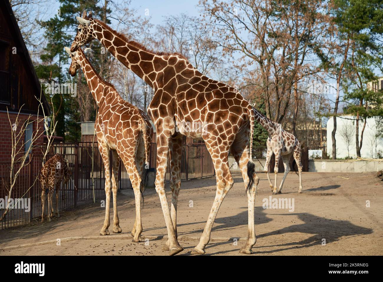 Giraffes walk in aviary at Wroclaw Zoo Stock Photo - Alamy