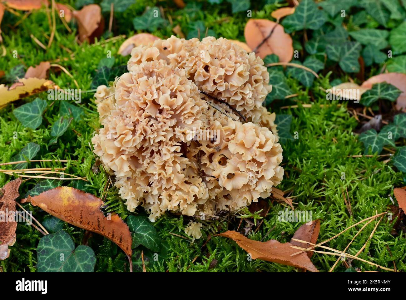 Reminiscent of mushroom hi-res stock photography and images - Alamy
