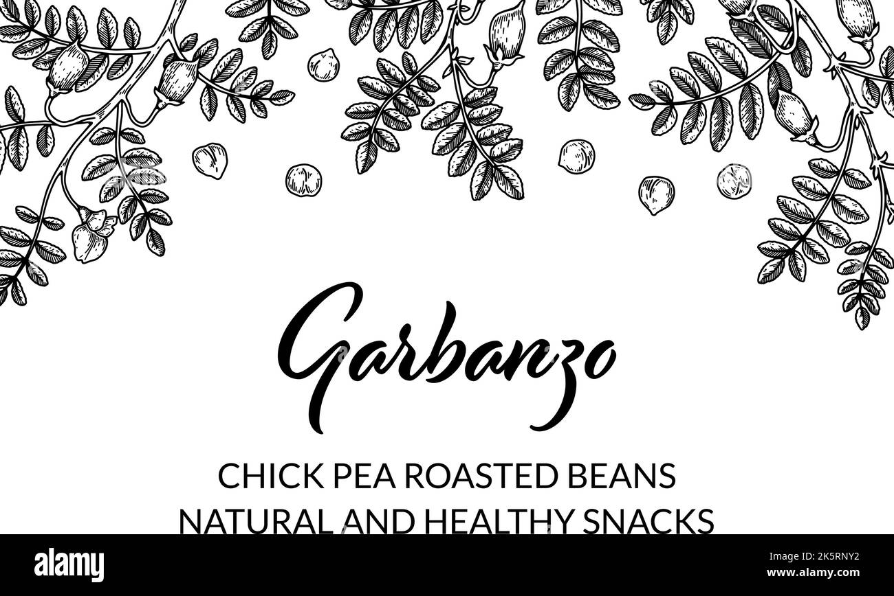 Hand drawn chickpeas botany background. Vector illustration in sketch ...