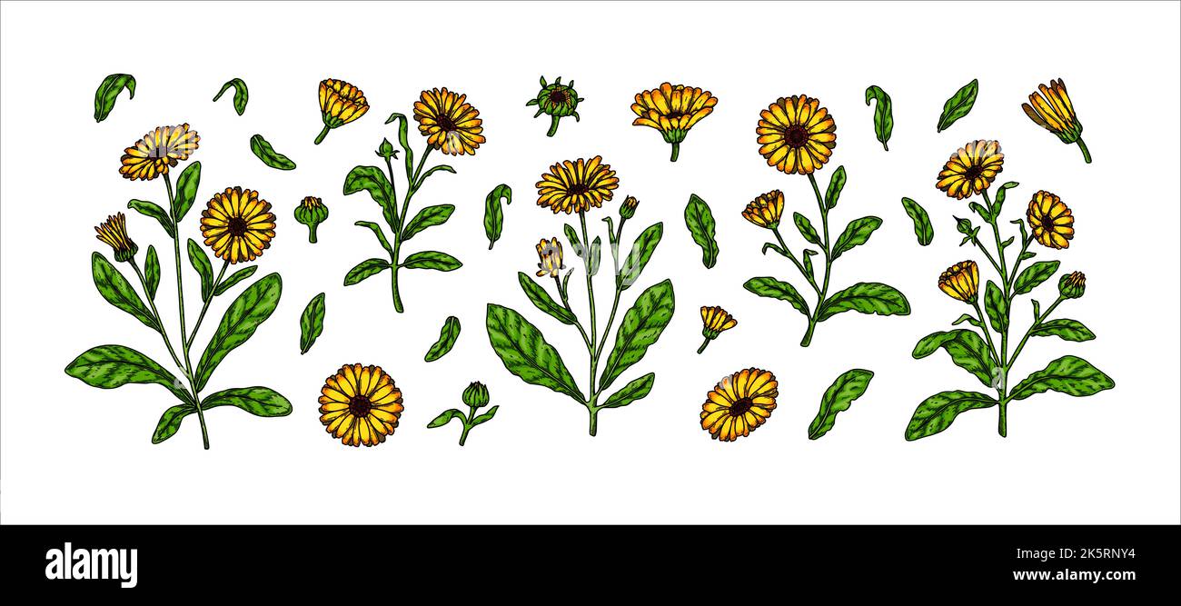 Set of hand drawn calendula flowering plants isolated on white ...