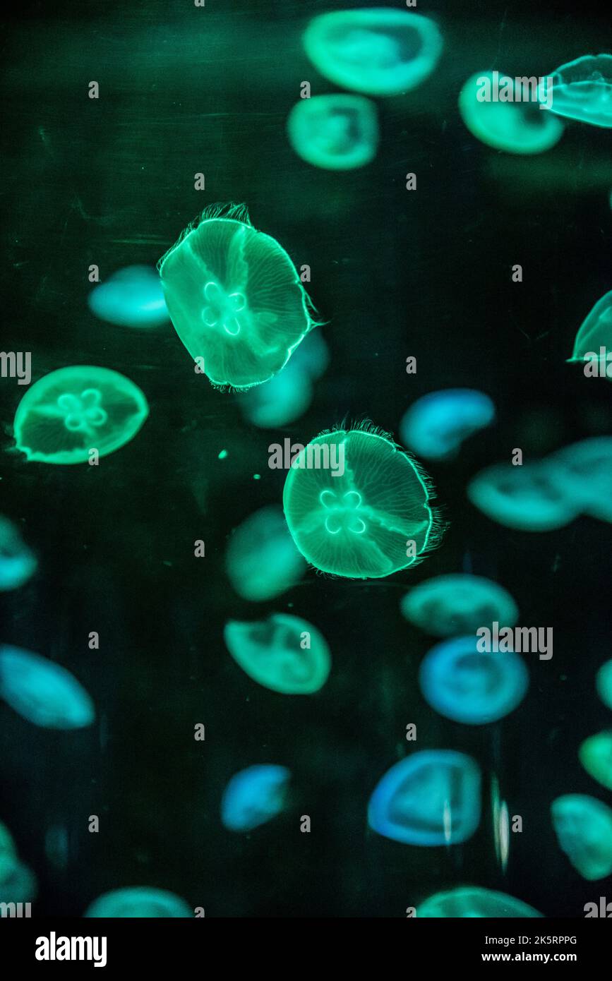 Colorful sea jellyfish Stock Photo - Alamy