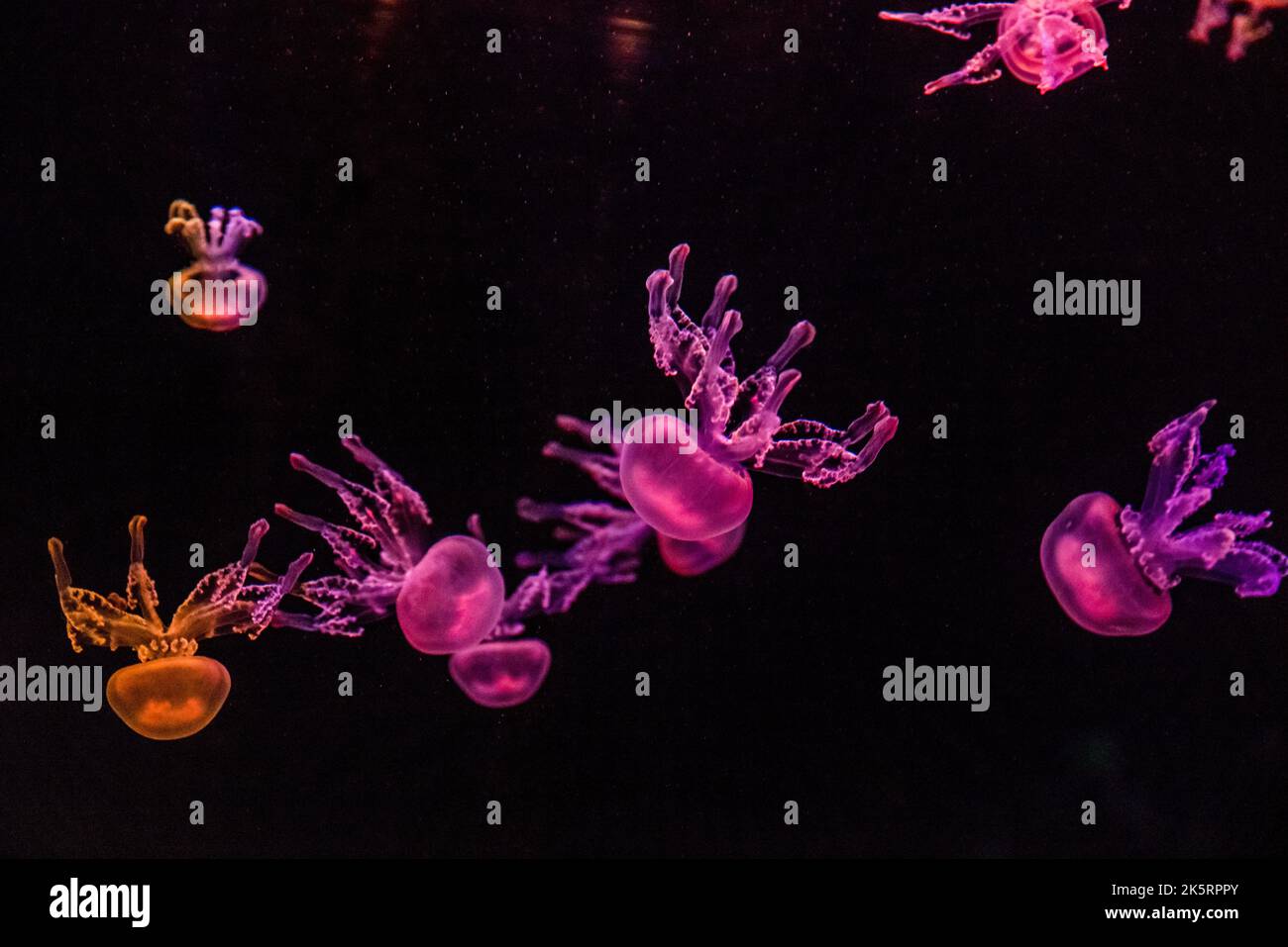 Colorful sea jellyfish Stock Photo - Alamy