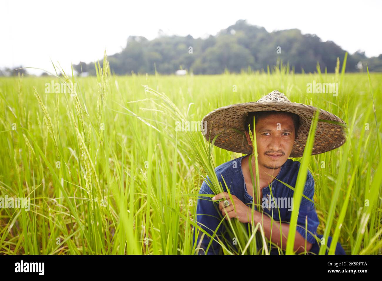 Getting ready to harvest the crop. Portrait of a farmer in a rice paddy ...