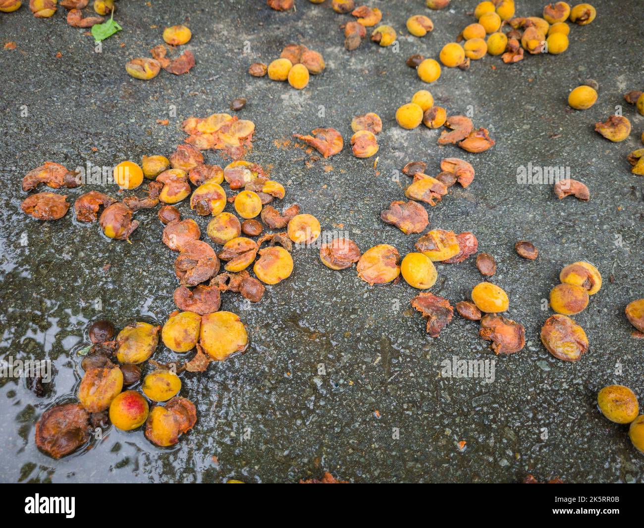 Apricots fruit on ground fallen after rain Stock Photo - Alamy