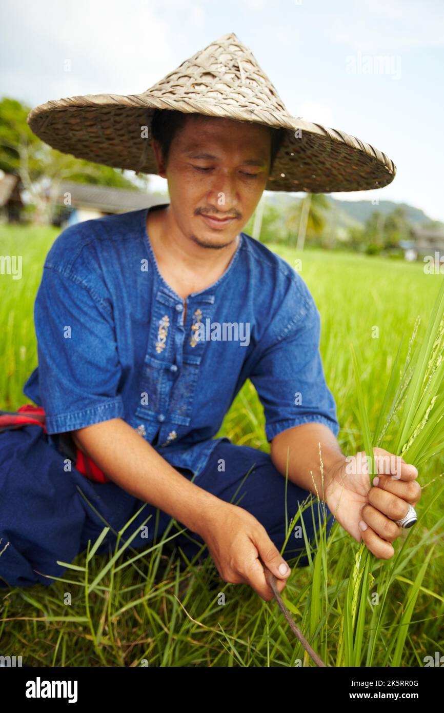 Harvesting rice in Thailand. A Thai rice farmer demostrates how to ...
