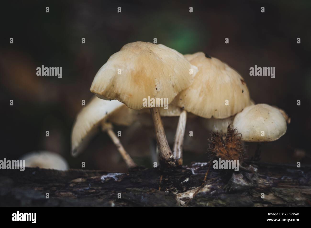 Group of porcelain fungus growing on a log of a dead beech tree. Latin ...