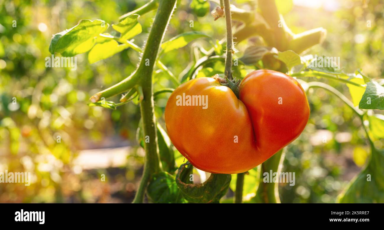 Red beefsteak tomatoes growing in the sunshine at a greenhouse ...