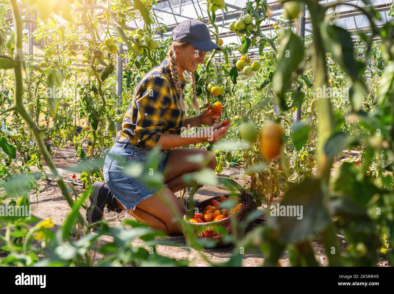 happy female farmer working in greenhouse, harvesting tomatoes and ...