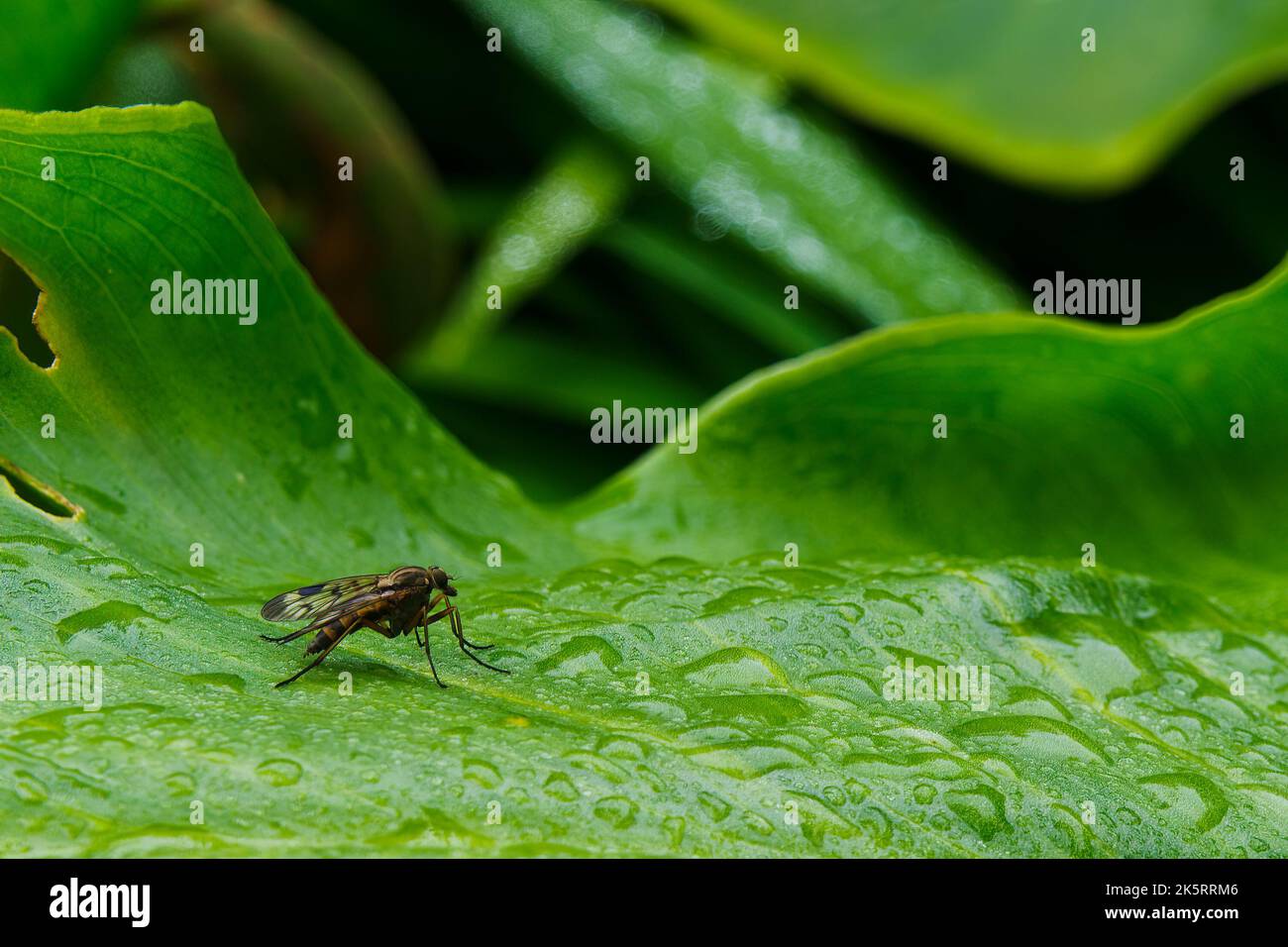 a Rhagio fly sitting on a wet green leaf between water drops. Rhagio is ...