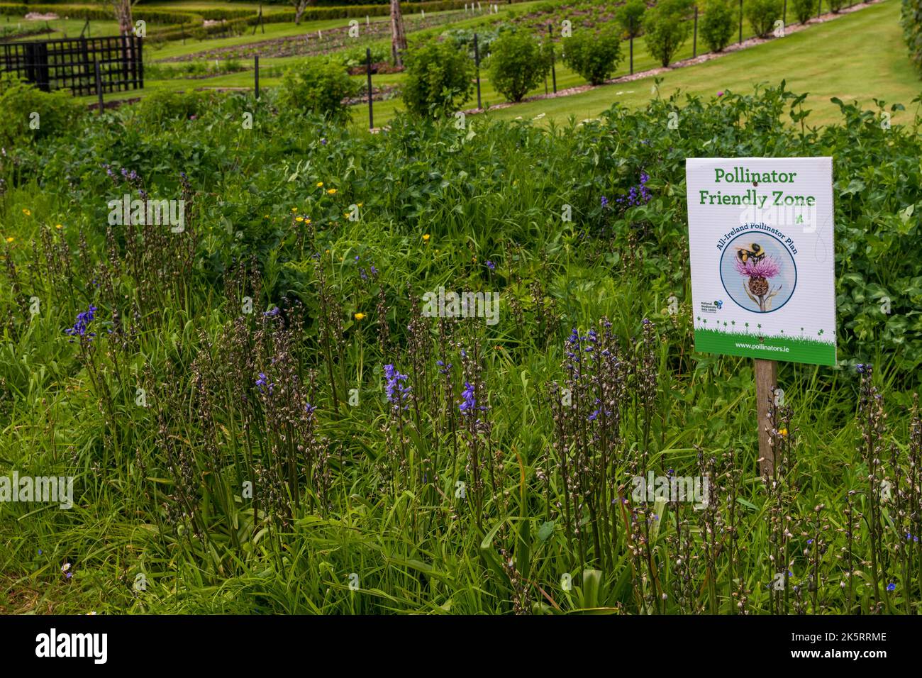 small patch of wild flowers in the Vicotrian Walled Garden of Kylemore ...
