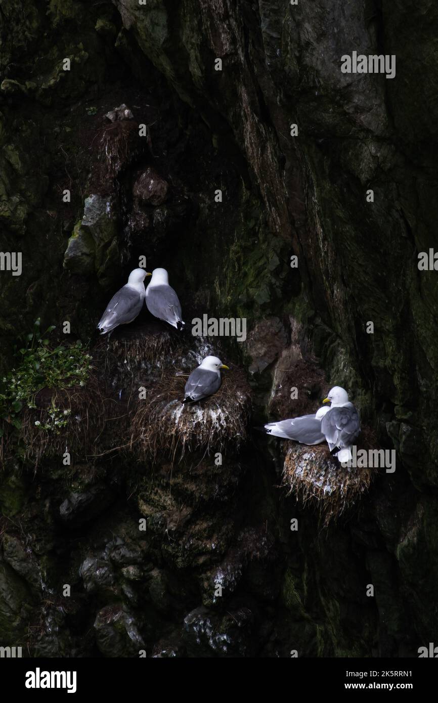 Seagulls nesting on a rocky cliff on Howth Island, Ireland Stock Photo ...