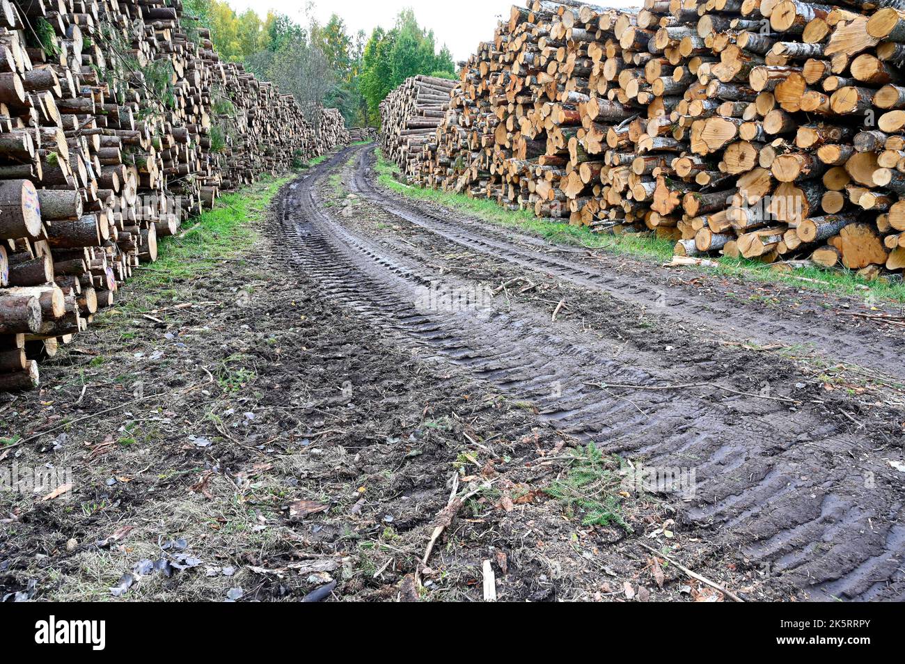 timber stacked beside muddy forest road in september Stock Photo - Alamy