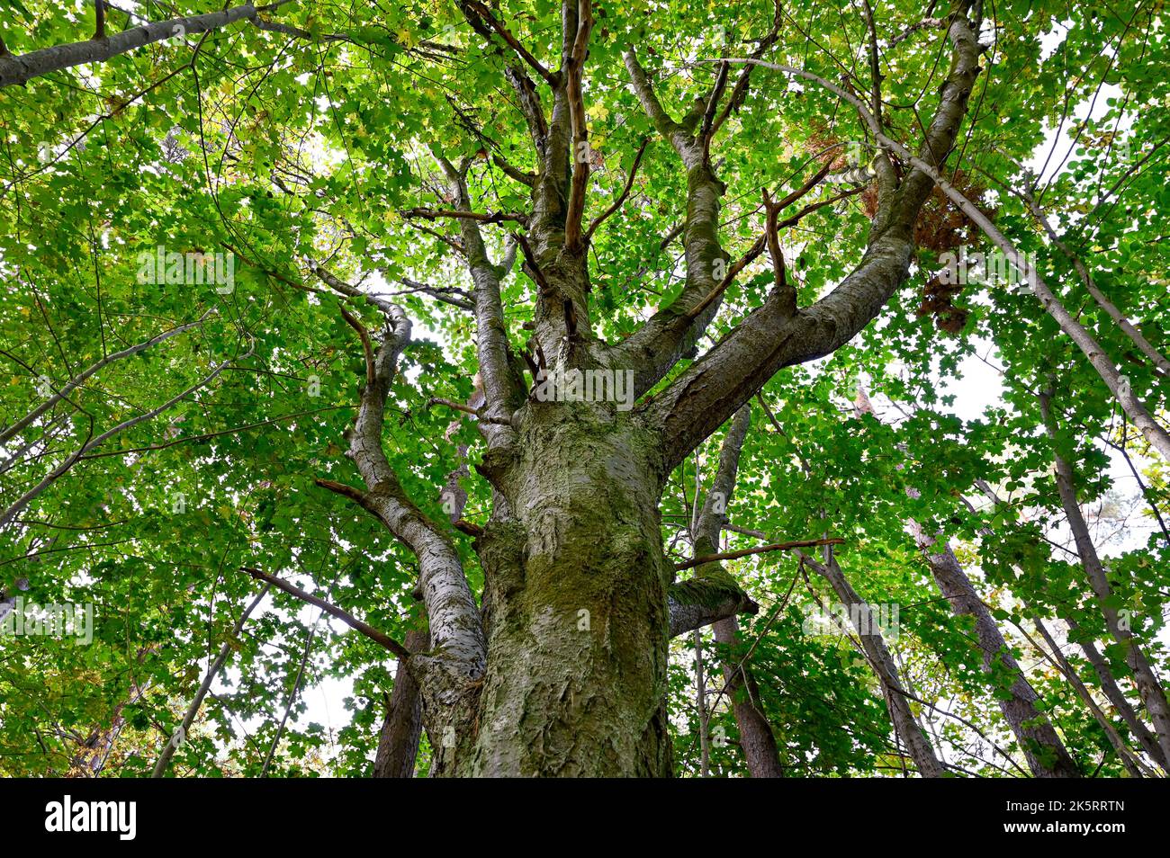 standing under a tree looking up on branches Stock Photo - Alamy