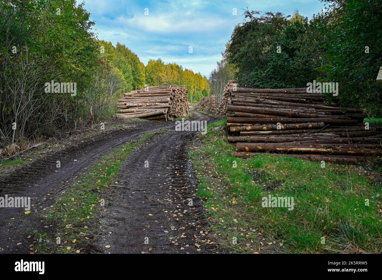 timber stacked beside muddy forest road in september Stock Photo - Alamy