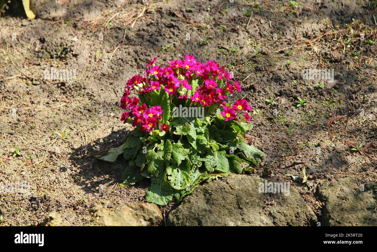 The primrose (primula) are a genus of the family Primulaceae Stock ...