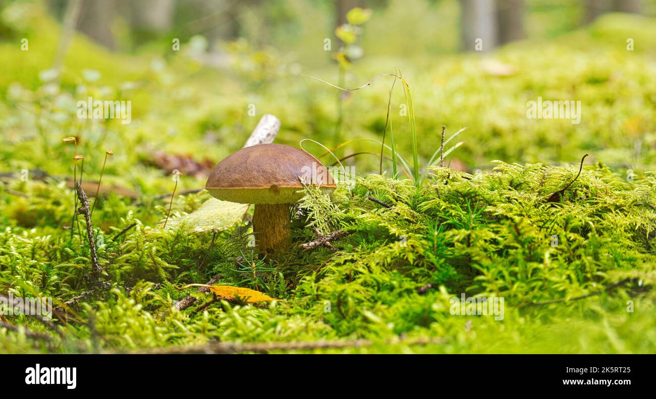 Pinewood king bolete mushroom growing on lush green moss in a forest ...
