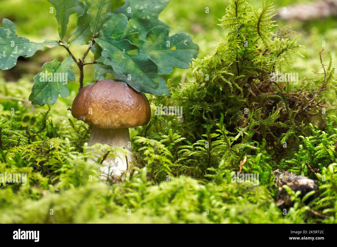 Wild Cep or Boletus Mushroom growing on lush green moss in a forest ...