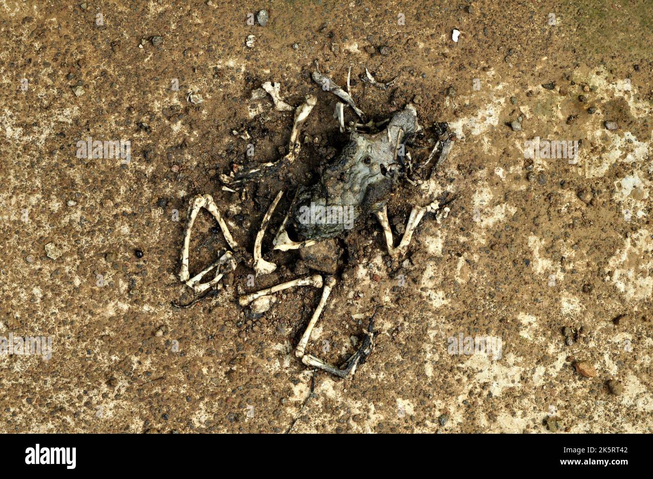 Frog carcasses and bones on the ground Stock Photo - Alamy