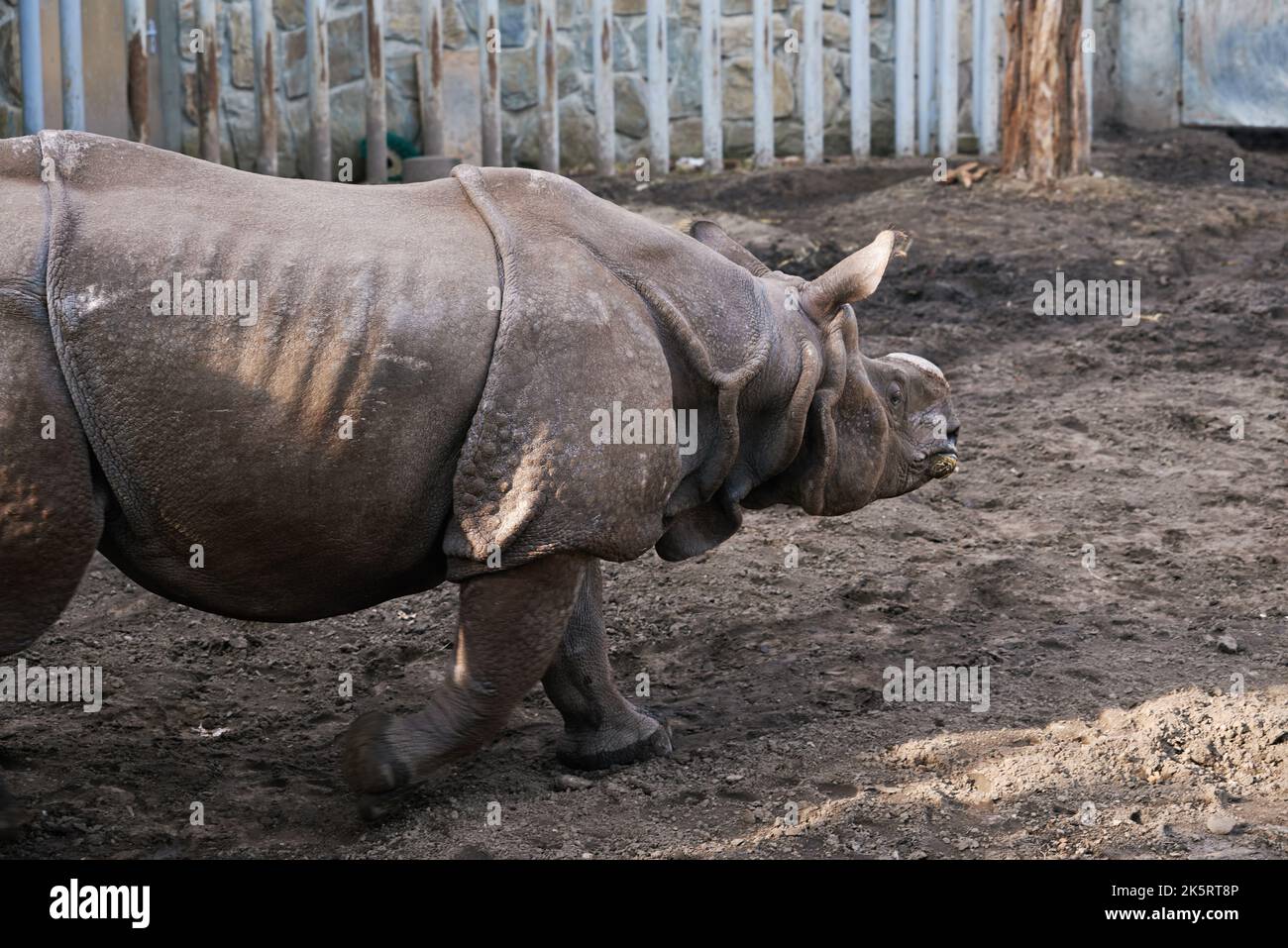 Rhinoceros in Wroclaw Zoo. Indian rhinoceros portrait Stock Photo - Alamy