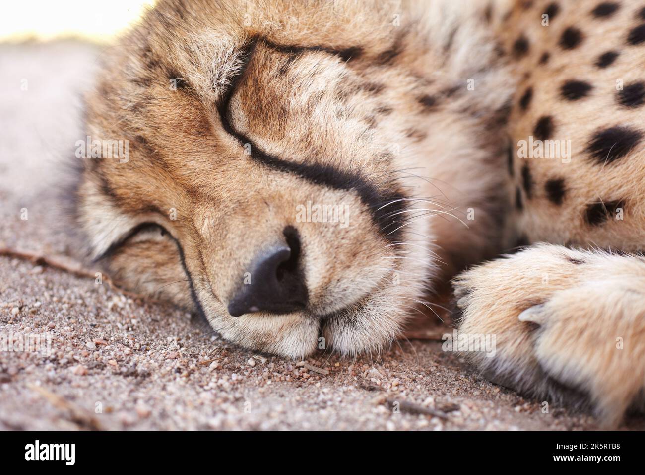 Cheetah, wildlife and young animal sleeping, getting rest or relaxing ...