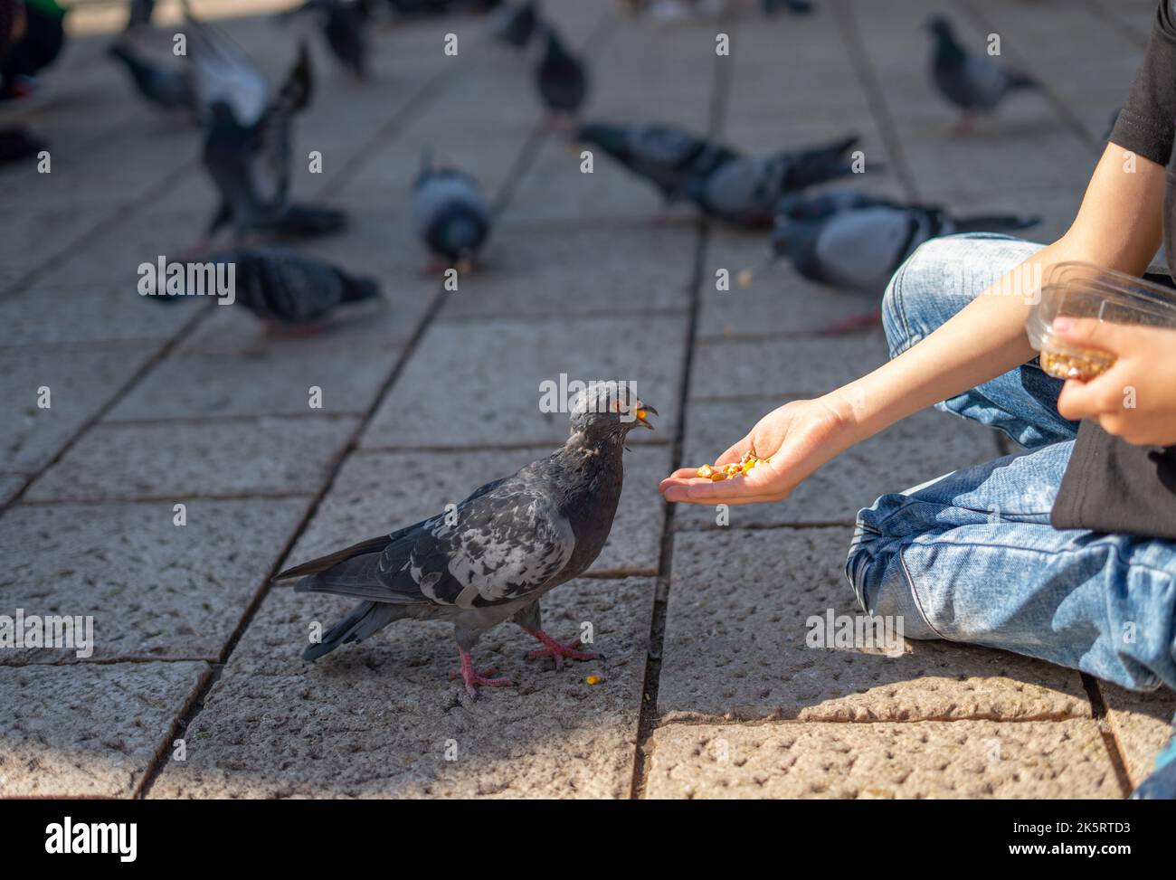 Pigeon eating wheat and corn from the hand of a boy (unrecognizable ...