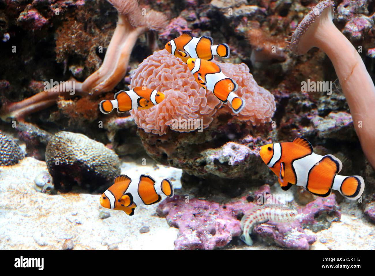 Sea anemone and clown fish in marine aquarium. Horizontal banner with ...