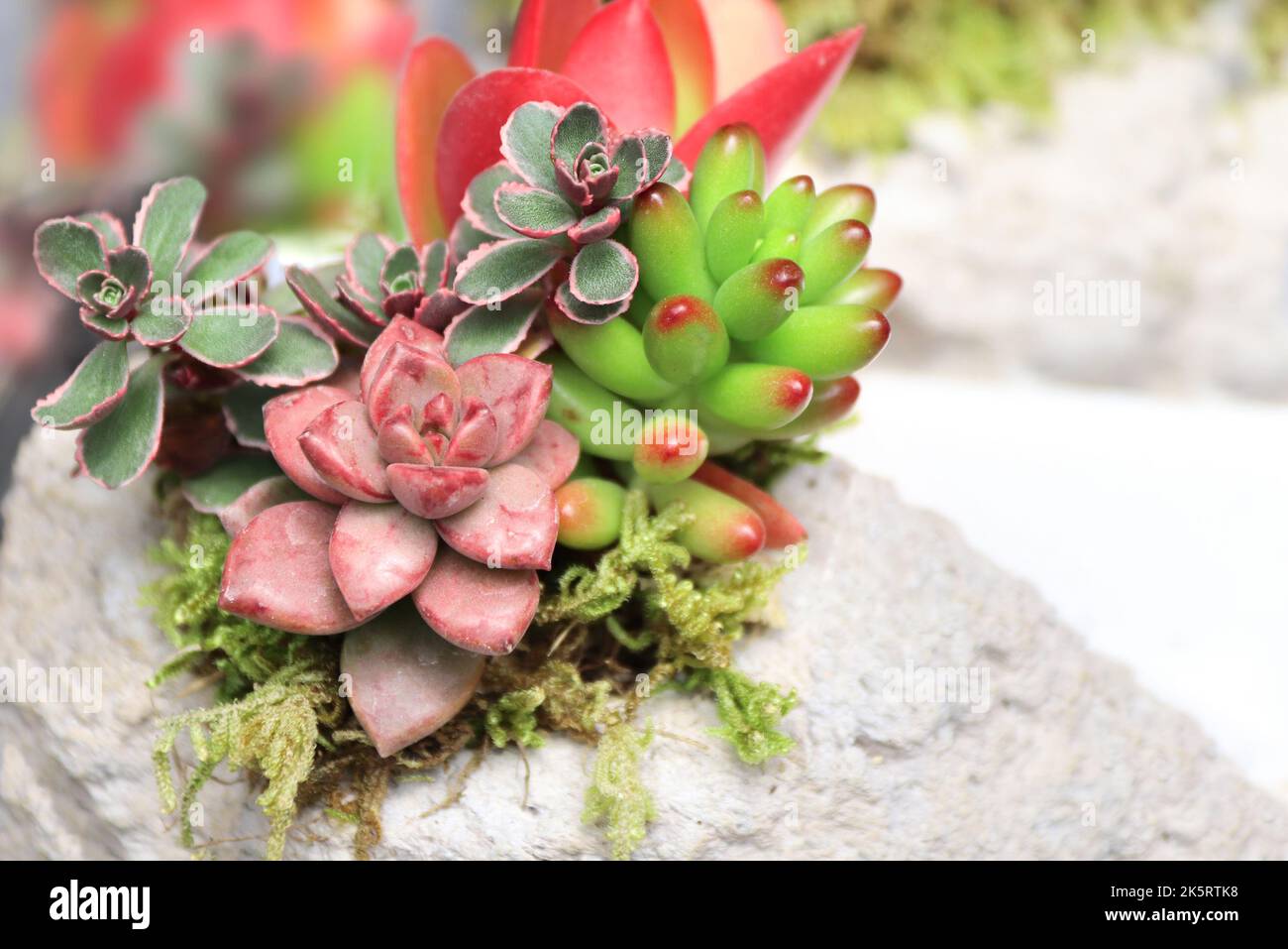 Decorative floral mix of pink and green flowering Echeveria and Sedum ...