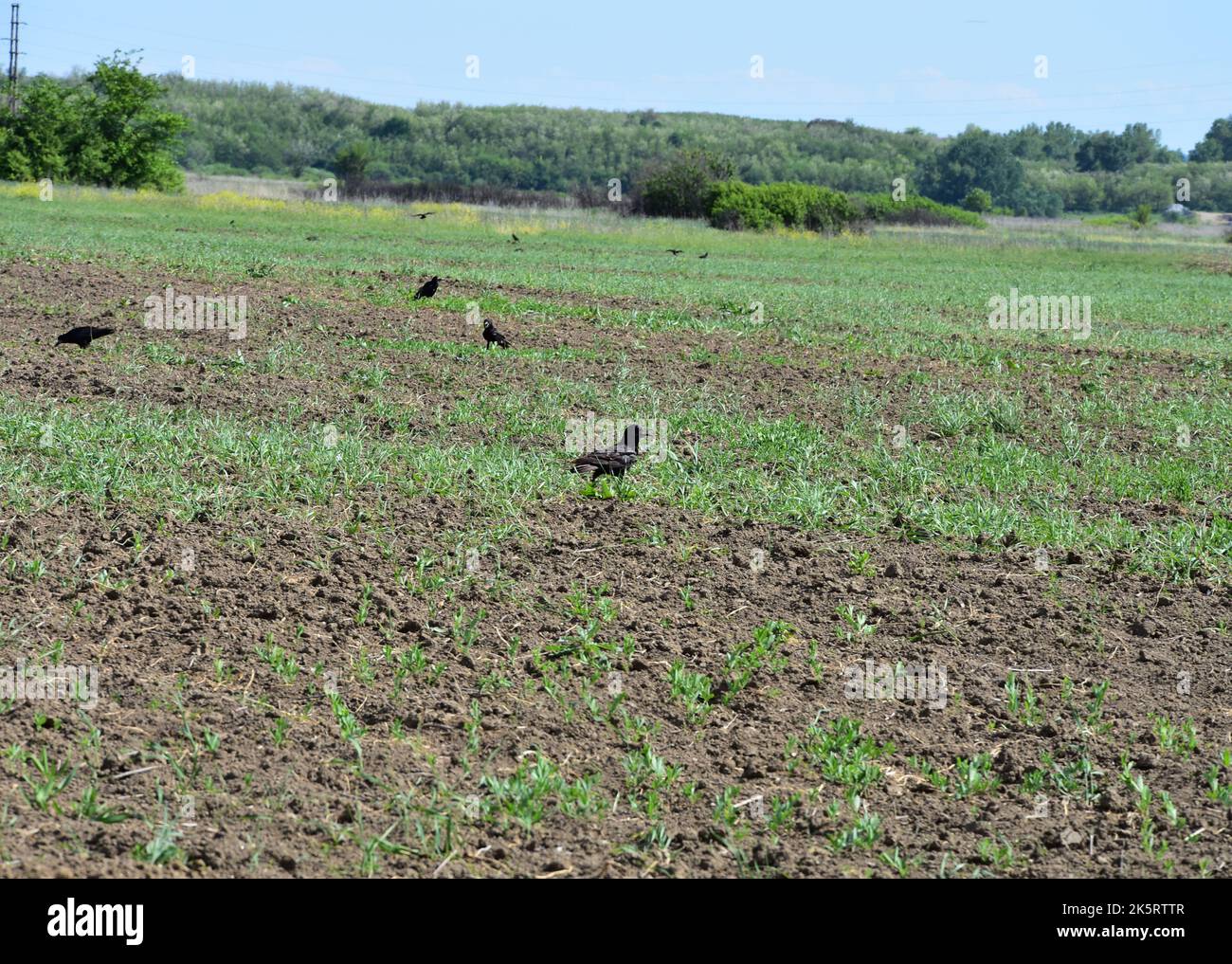 Crows crow farming crop hi-res stock photography and images - Alamy