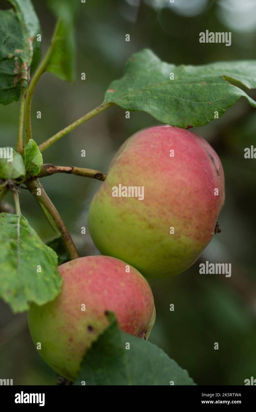 A closeup shot of Duchess of Oldenburg apples growing on tree branch ...