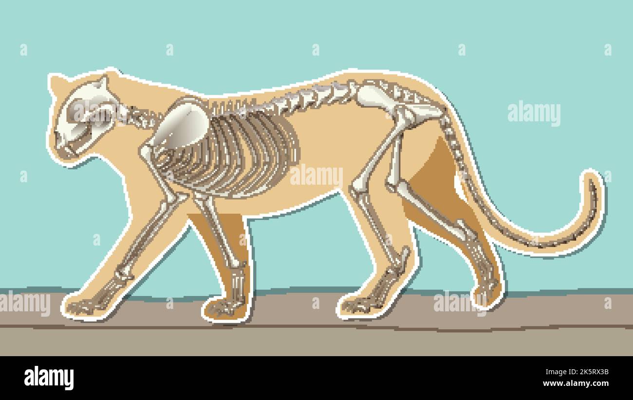 Thumbnail design with skeleton of leopard illustration Stock Vector ...