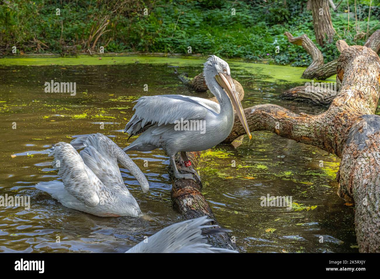 Schoenbrunn Zoo in the park of Schönbrunn Palace in Vienna's 13th ...