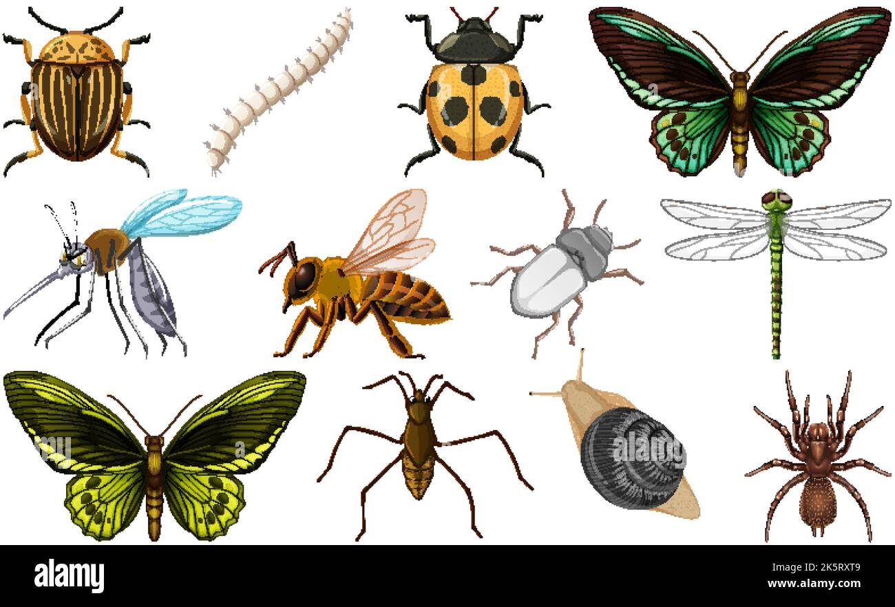 Different kinds of insects collection illustration Stock Vector Image ...