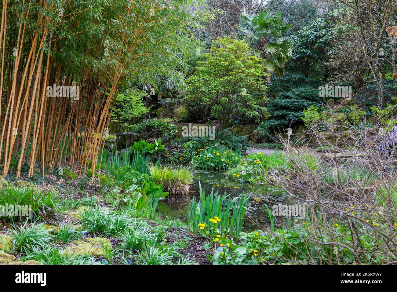Lush planting in the Stream Garden and Rock Gully, RHS Rosemoor, Devon ...