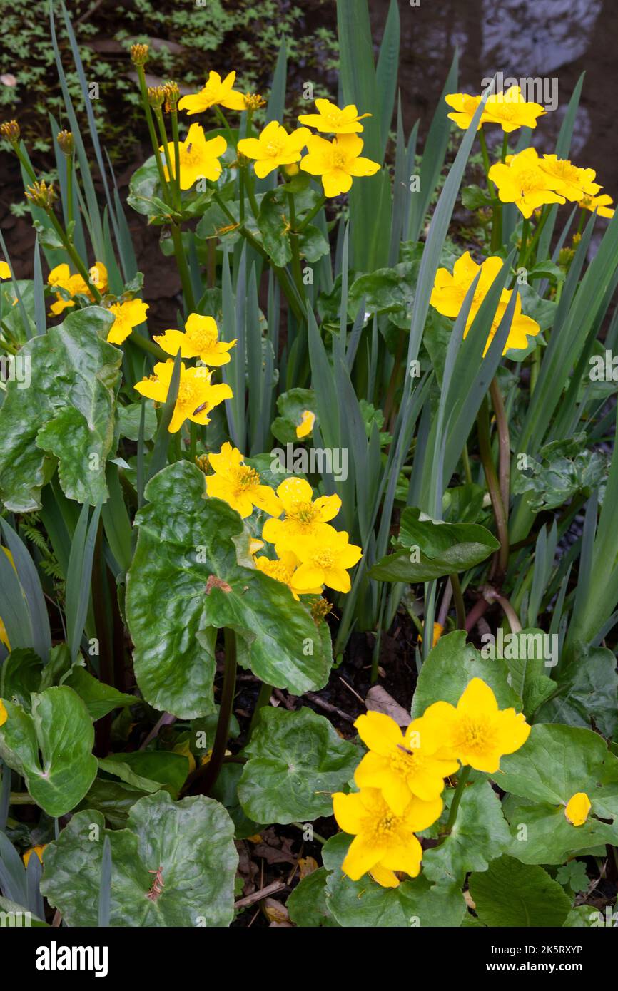 Bright yellow Marsh Marigold (Caltha palustris) in the Stream Garden ...