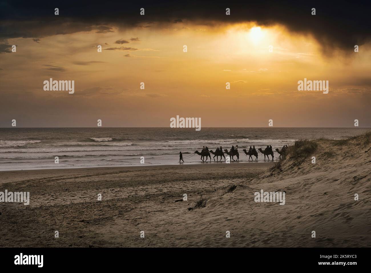 Camel Ride, Anna Bay, Port Stephens, NSW, Australia Stock Photo - Alamy