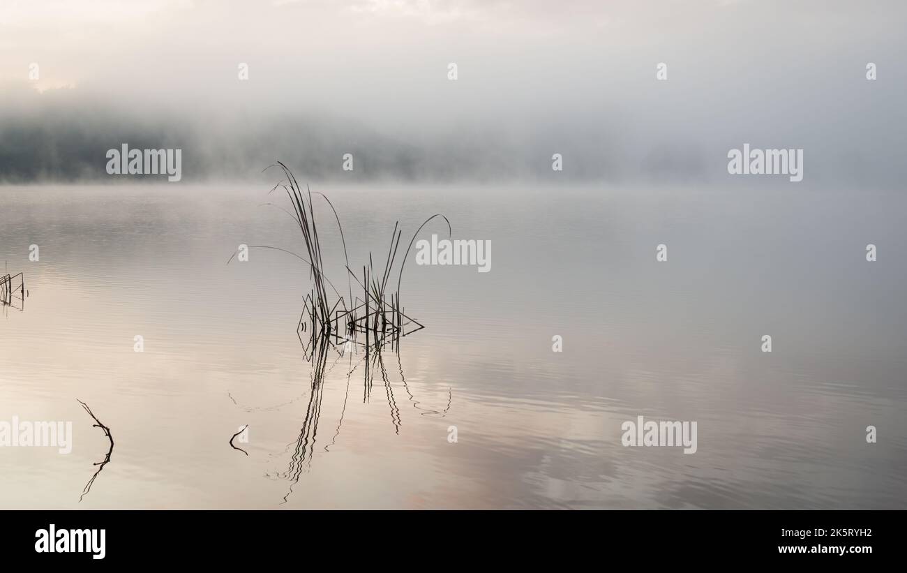 Reeds in the fog at Hamilton lake (also known as Lake Rotoroa) at ...