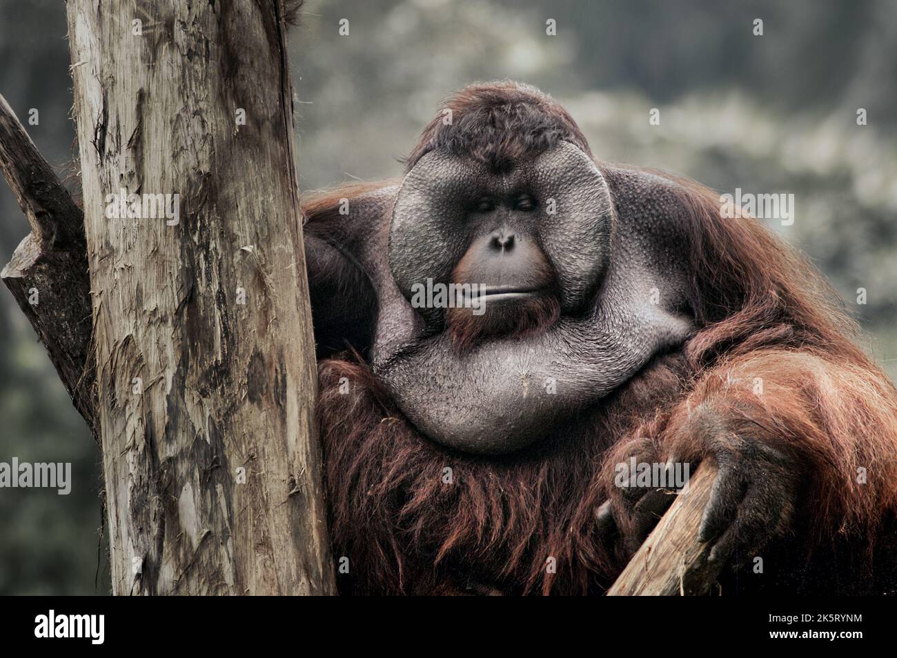 Camel Ride, Anna Bay, Port Stephens, NSW, Australia Stock Photo - Alamy