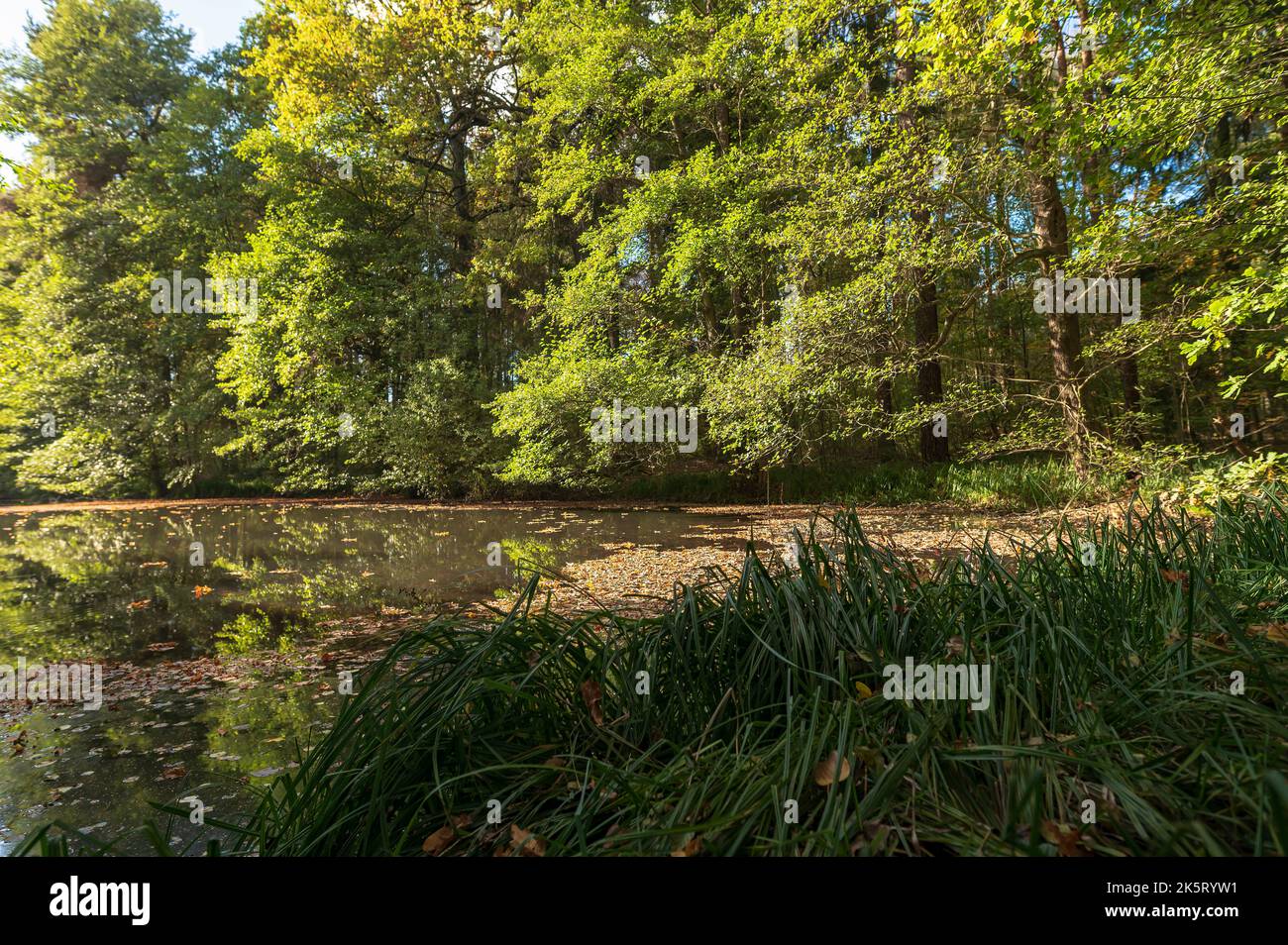 Forest trees shore hi-res stock photography and images - Alamy