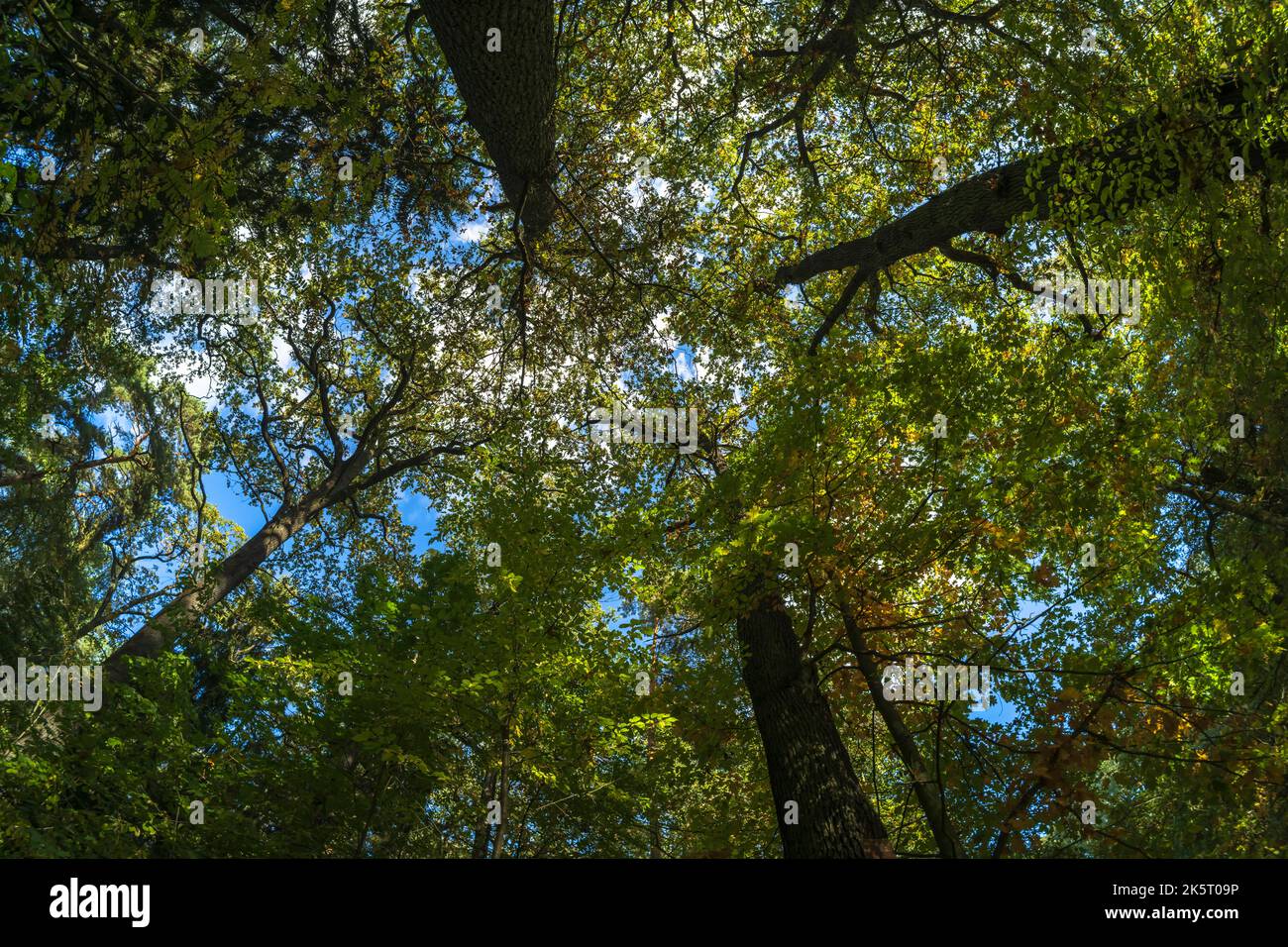 View up to the treetops Stock Photo - Alamy