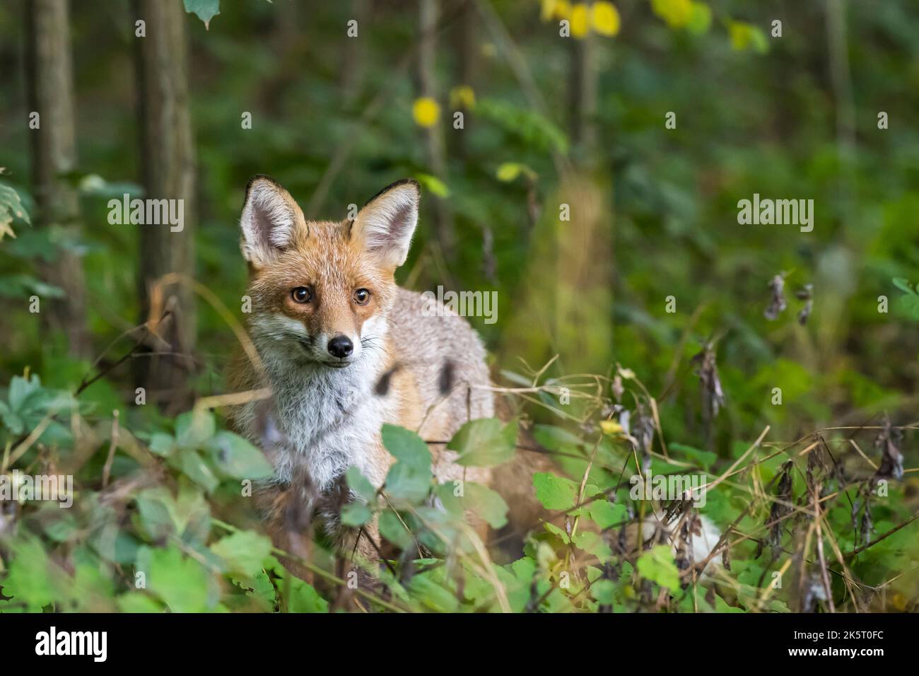 Red fox vulpes vulpes at forest edge hi-res stock photography and images - Alamy