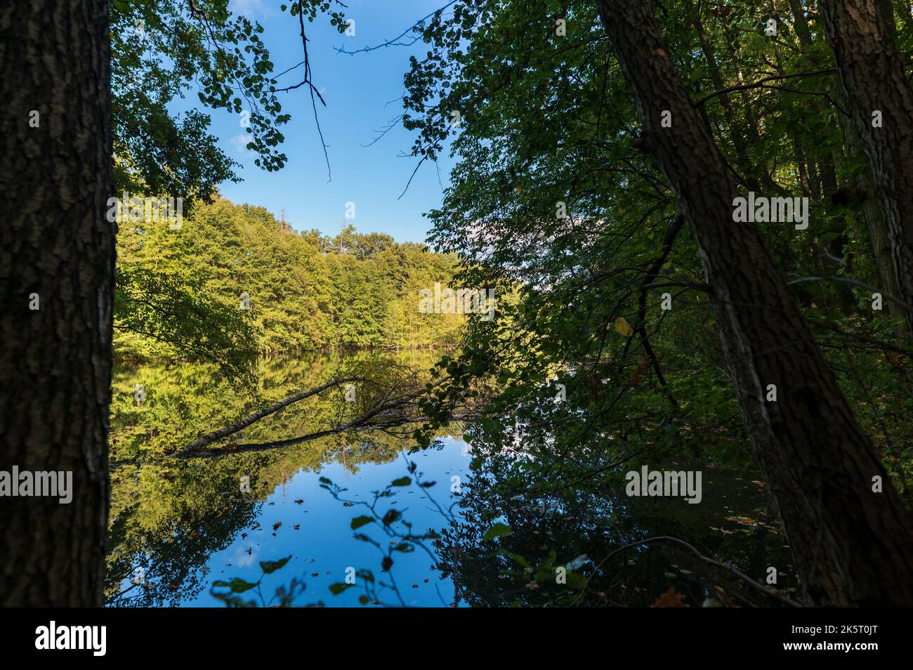 Forest of deciduous trees hi-res stock photography and images - Alamy